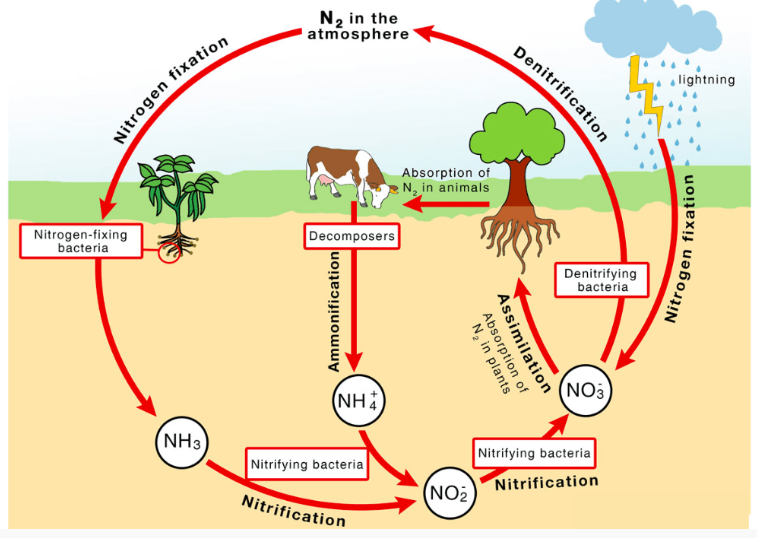 What are the Dangers of Excessive Nitrogen in Water? | Southern ...